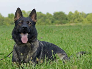 Laila Belle - Sportwaffen K9